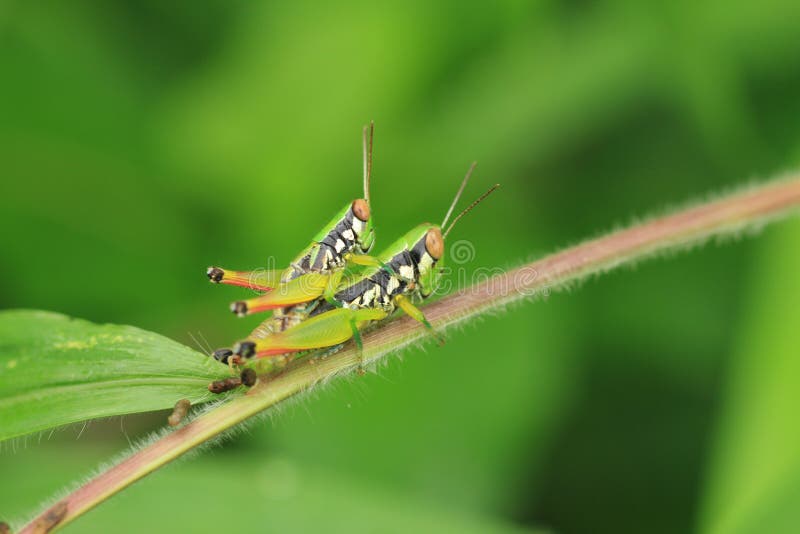 Grasshopper couple stock photo. Image of grasshopper - 62873576
