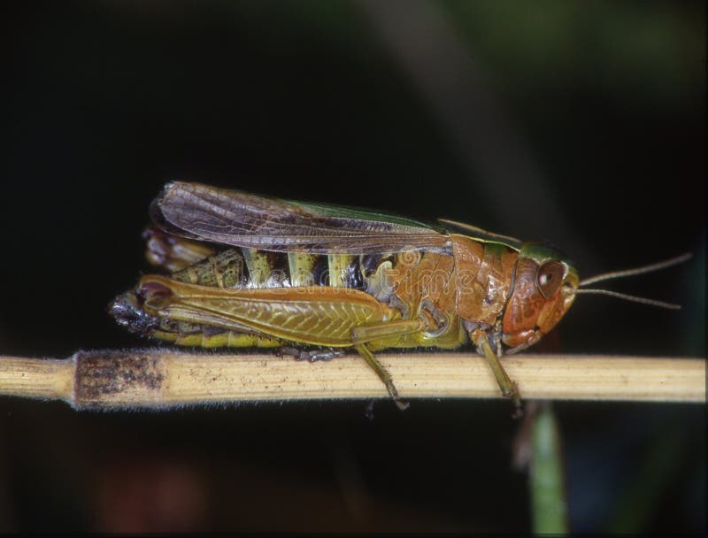 Grasshopper crouches stock image. Image of wings, crouches - 194439551