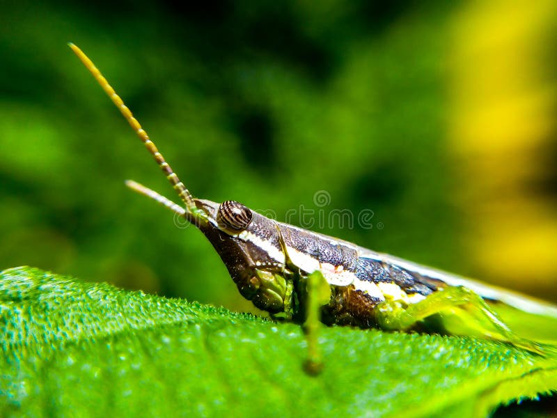 1,990 Cute Grasshopper Stock Photos - Free & Royalty-Free Stock Photos ...