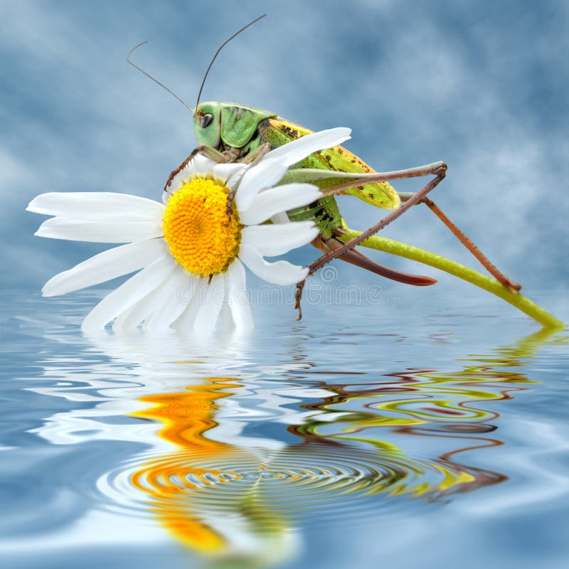 Daisy Flower Water Ripple Effect Stock Photos - Free & Royalty-Free ...