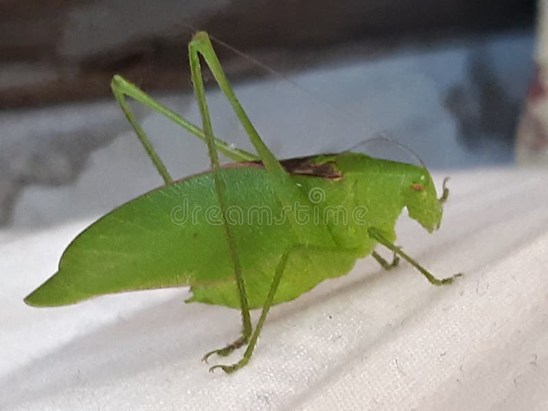 Grasshopper Detail Insect Green Close-up Stock Photo - Image of insect ...