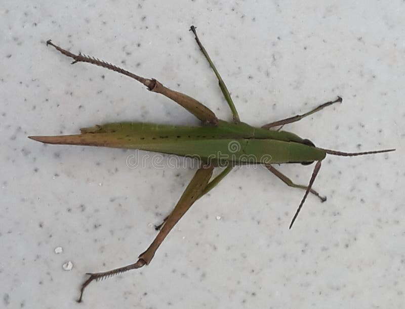 Grasshopper doing pose stock photo. Image of standing - 139945134