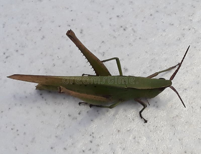 Grasshopper doing pose stock photo. Image of search - 139945156