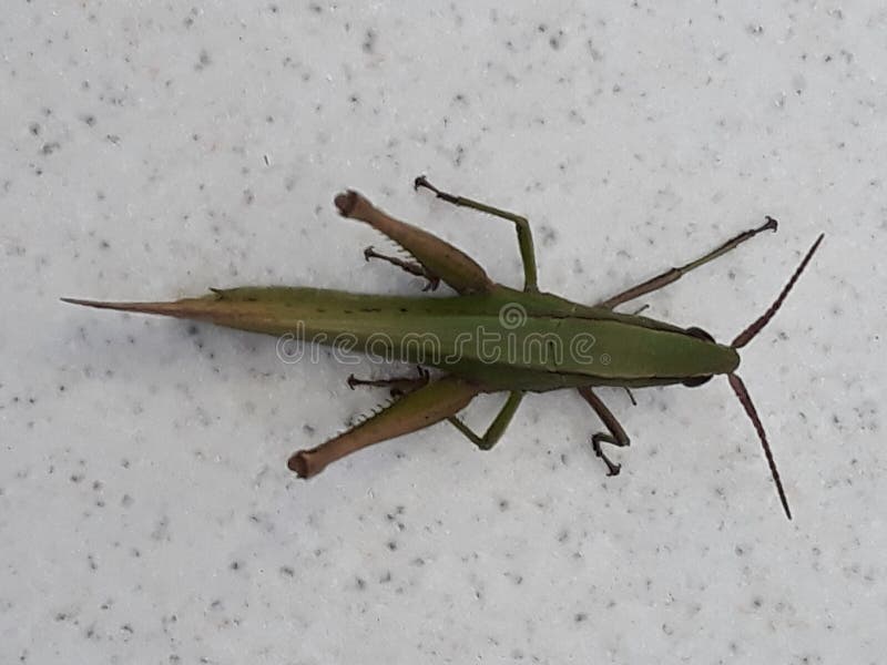 Grasshopper doing pose stock photo. Image of standing - 139945392