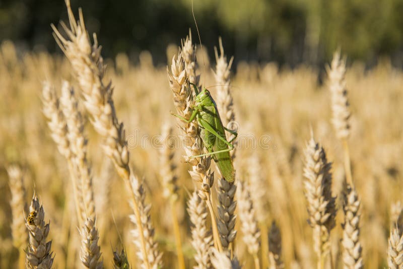 Grasshopper on the ear stock image. Image of fresh, frozen - 122838409