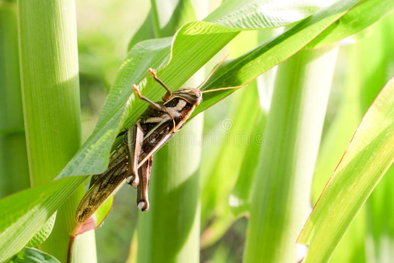 Grasshopper eating corn stock image. Image of insect - 77015567