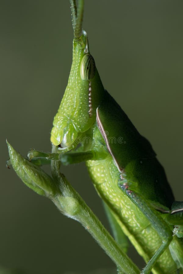 The Grasshopper stock image. Image of view, closeup, animals - 58564513