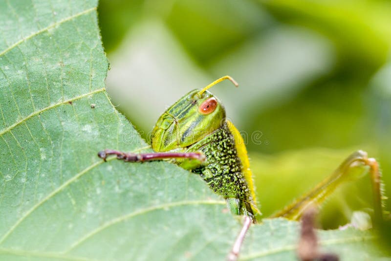 Grasshopper eating grass stock image. Image of closeup - 11092489