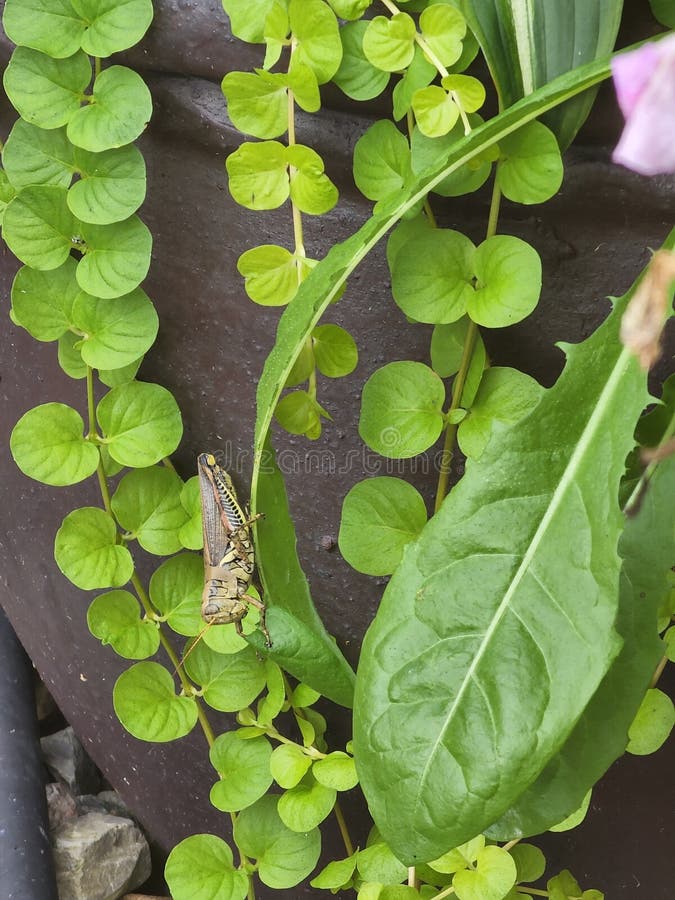 Grasshopper Eating Leaf on Planter Stock Photo - Image of plant ...