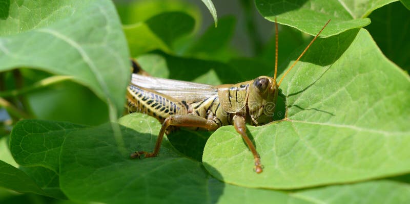 Grasshopper Eating Fresh Green Leaves Stock Photo - Image of close ...