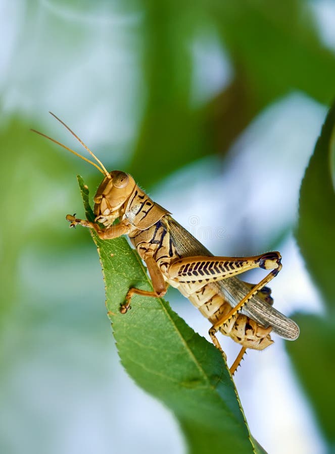 Grasshopper eating leaves stock photo. Image of antennae - 30626018