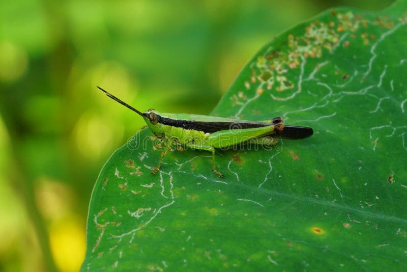Grasshopper on the Elephant Ear Leaf Stock Photo - Image of nature ...
