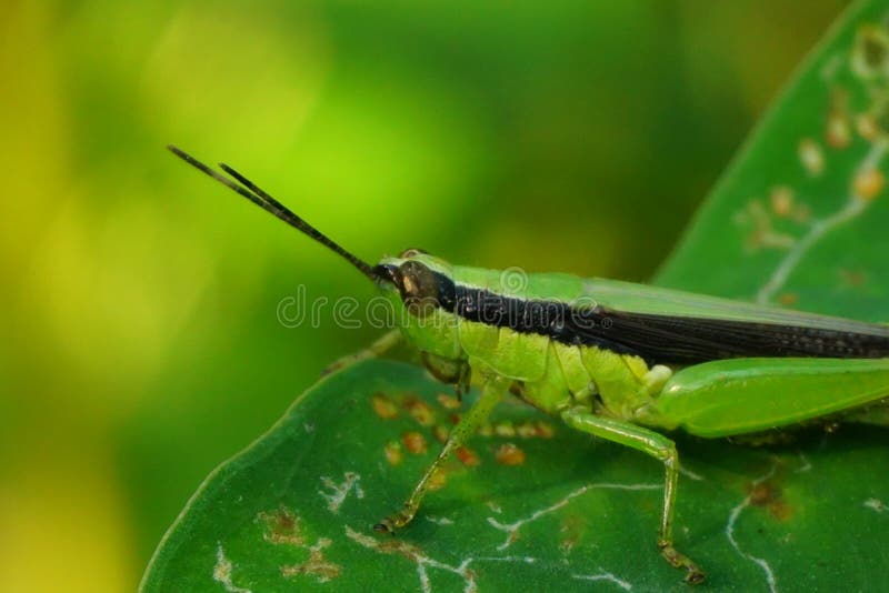 Grasshopper on the Elephant Ear Leaf Stock Photo - Image of nature ...