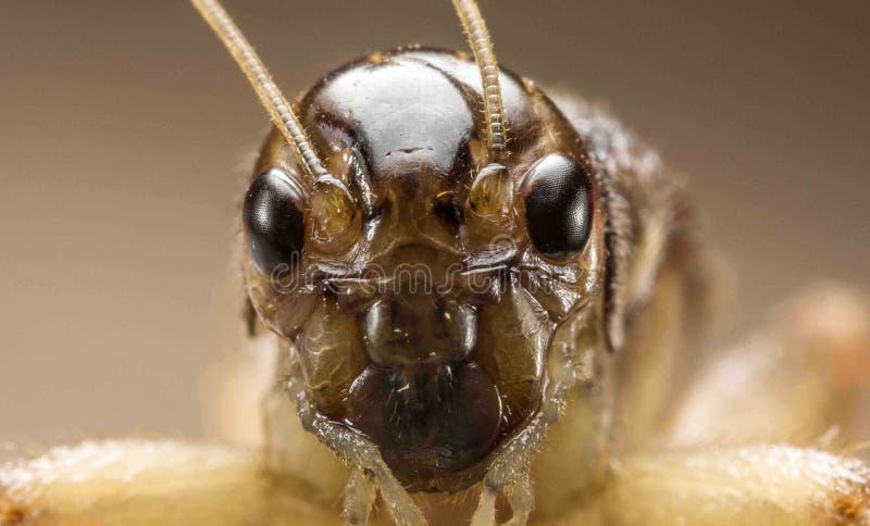 Grasshopper Face from the Front Macro Potho Stock Photo - Image of ...