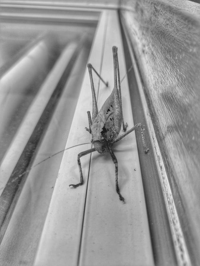Grasshopper Facing Camera in Black and White Stock Image - Image of ...