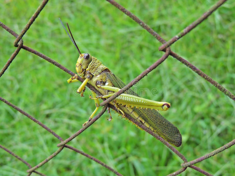 Grasshopper on a fence stock image. Image of orthopteran - 343676927