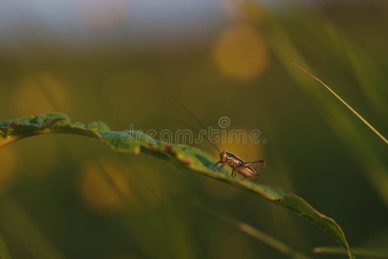 Grasshopper in the Field on the Grass Stock Photo - Image of lake, crow ...