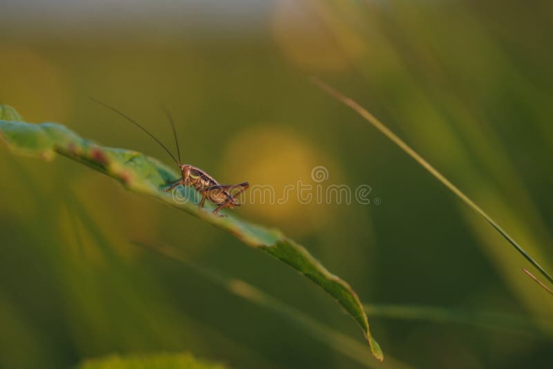 Grasshopper in the Field on the Grass Stock Photo - Image of lake, crow ...