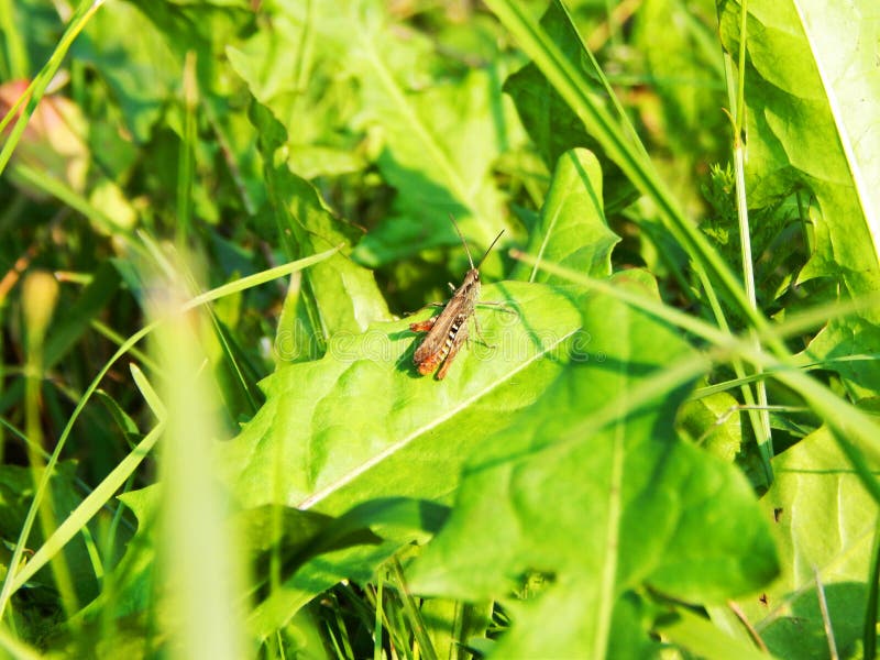 Grasshopper in the Field on the Grass Stock Image - Image of home, blue ...