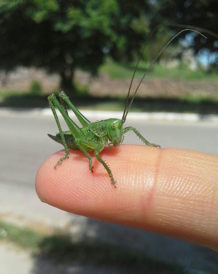 Green grasshopper stock image. Image of wildnature, insect - 116815441