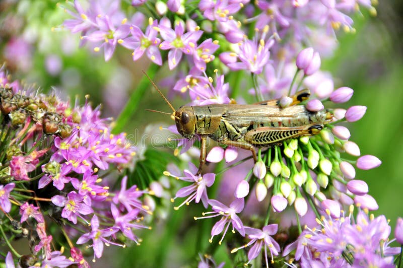 Grasshopper on flower stock image. Image of prairie, flower - 12737095