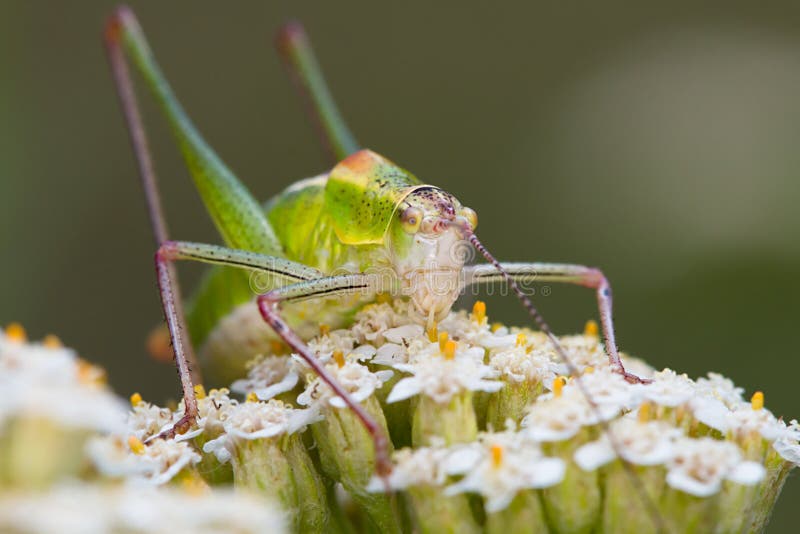 Grasshopper on a flower stock photo. Image of summer - 44795488