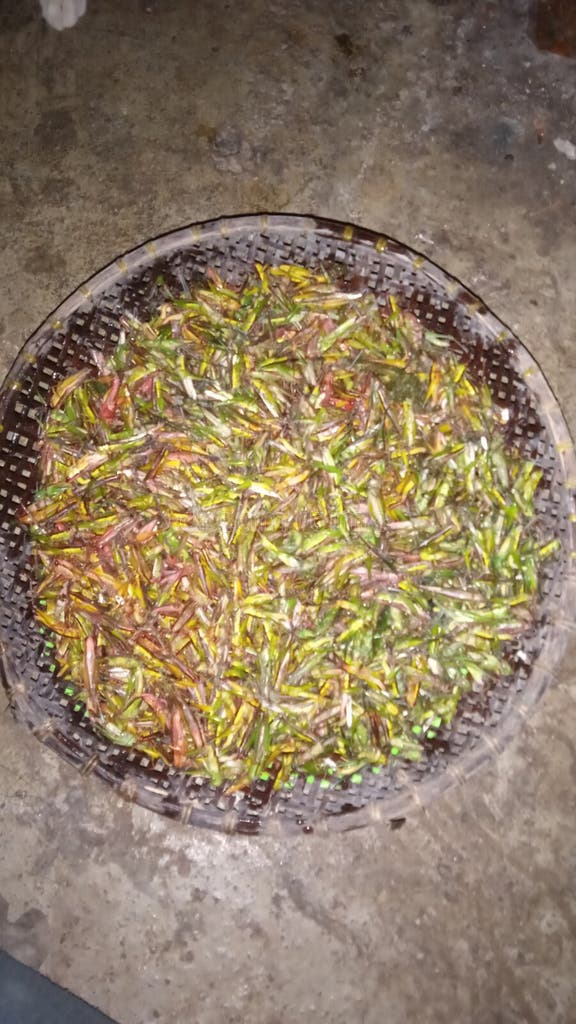 Grasshopper Food that Contains Protein Stock Image - Image of protein ...