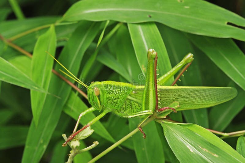 Grasshopper in Tropical Forest Stock Image - Image of animals, forest ...