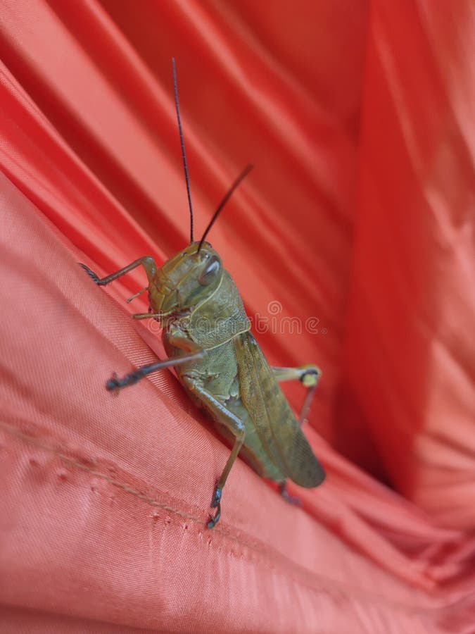 Grasshopper foto stock photo. Image of shot, legs, grasshopper - 261663170