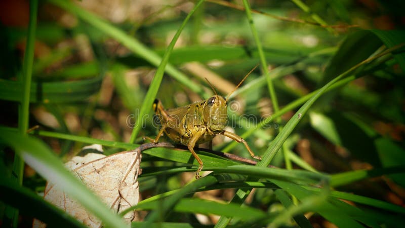 Grasshopper in fall garden stock image. Image of green - 77590055