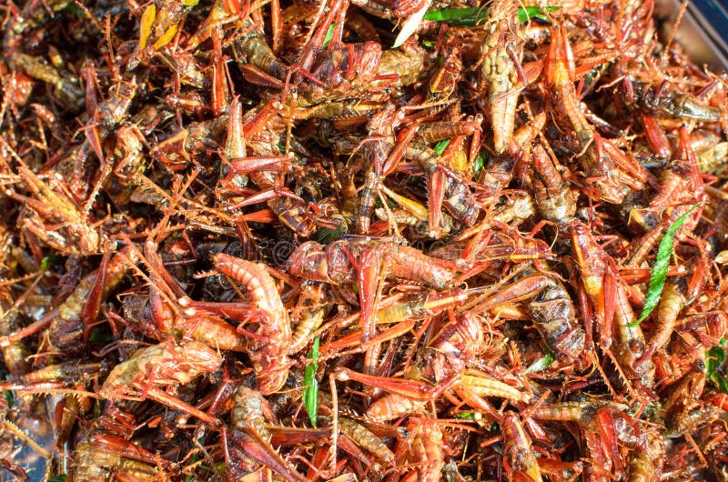 Grasshopper fried stock photo. Image of dried, meat, cooking - 31535224