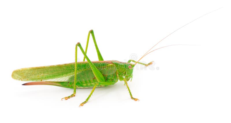 Grasshopper in front stock image. Image of nature, macro - 204481907