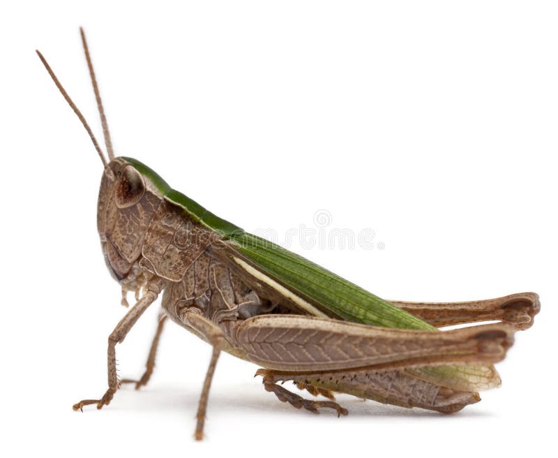 Grasshopper in Front of White Background Stock Image - Image of ...
