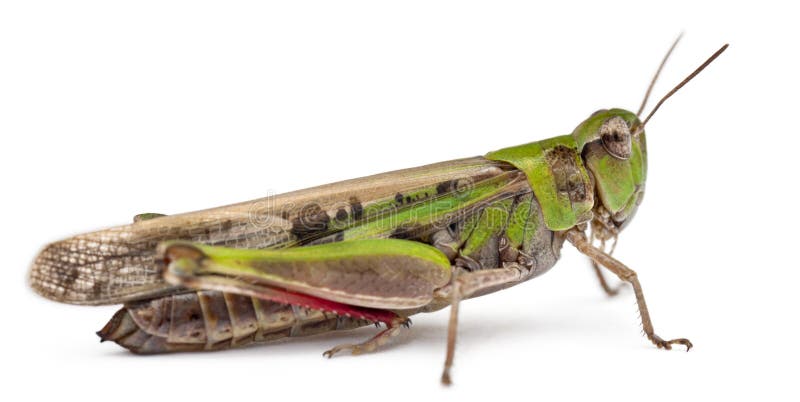 Grasshopper in Front of White Background Stock Photo - Image of ...
