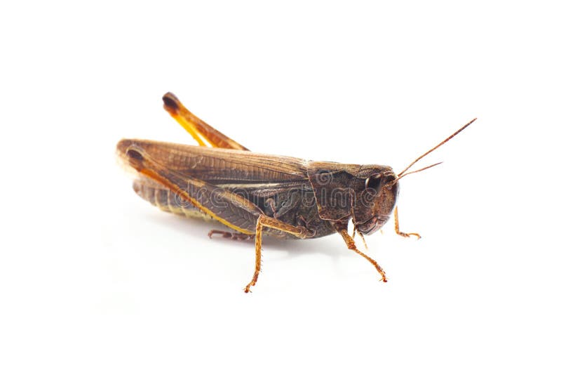 Grasshopper in Front of White Stock Image - Image of single, nature ...