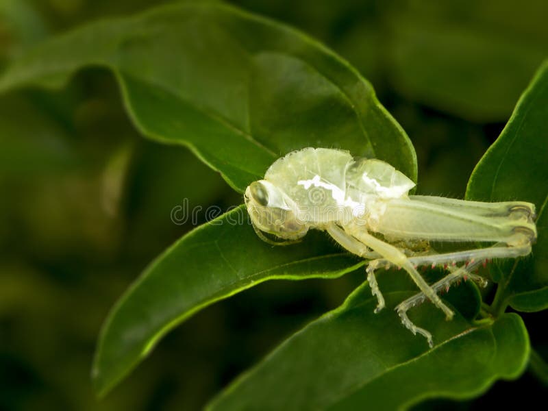Grasshopper Ghost stock photo. Image of skin, grasshopper - 39668040