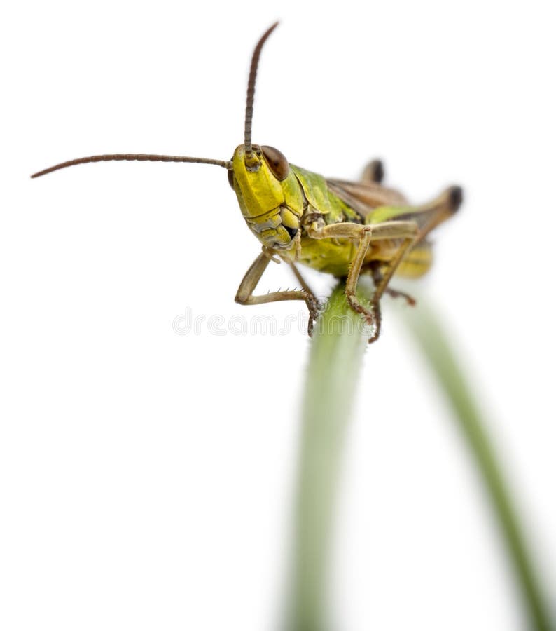 Grasshopper in Front of White Background Stock Image - Image of ...