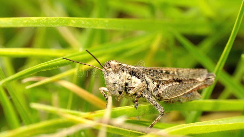 Grasshopper in the grass stock photo. Image of village - 206813608