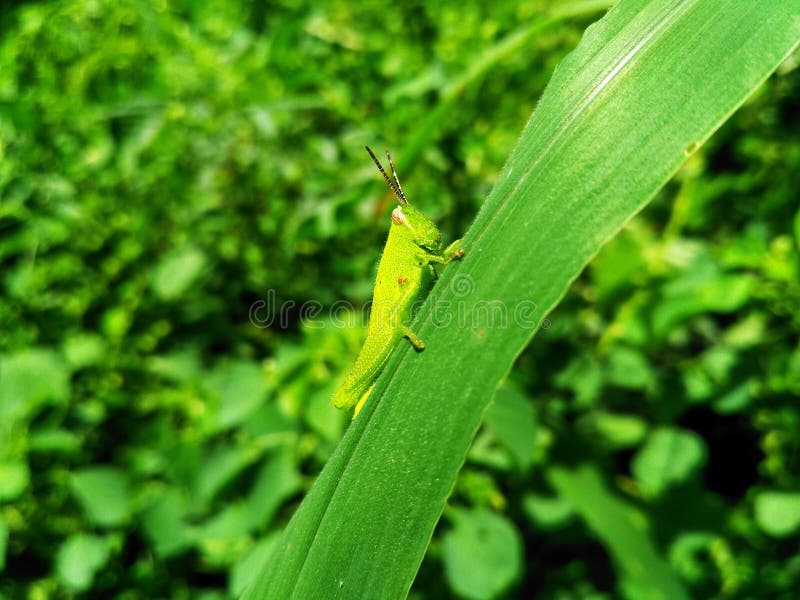 Grasshopper in the Field on the Grass Stock Photo - Image of butterfly ...