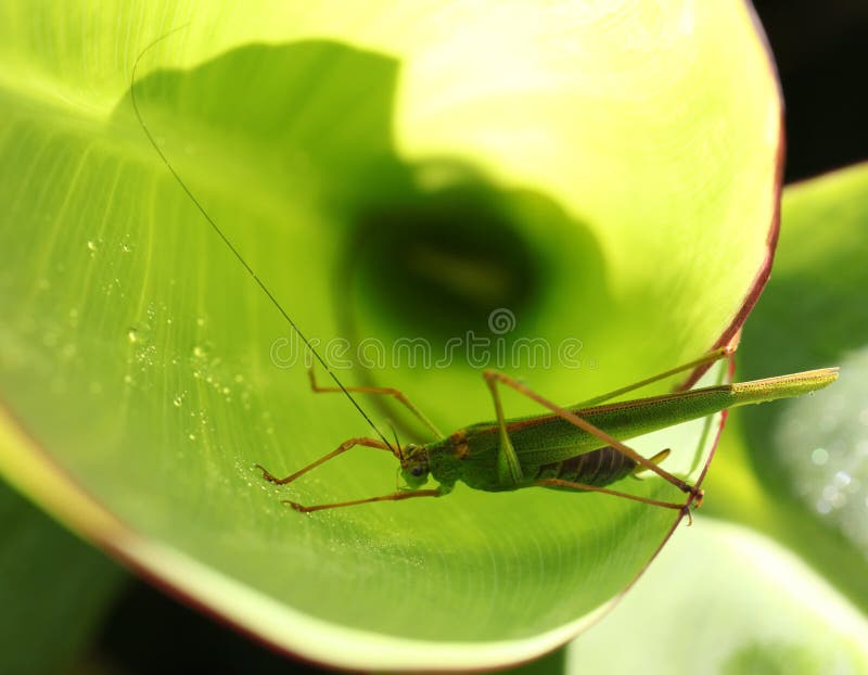 Grasshopper stock photo. Image of green, grasshopper - 36596554