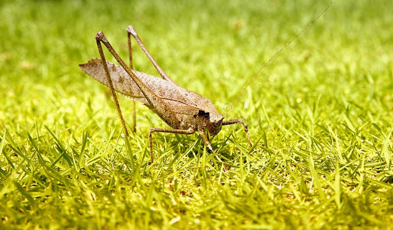 Locust, Grasshopper and a Young Bull, Carnivore and Herbivore, the ...