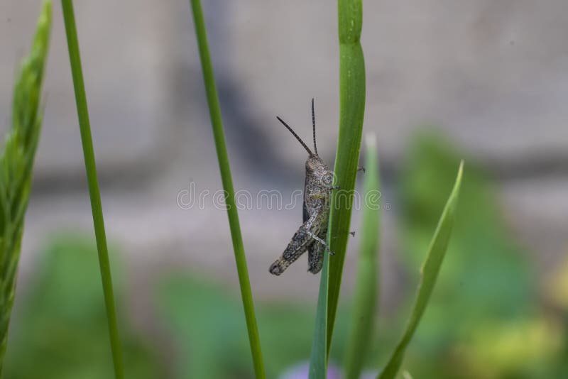Grasshopper on the Grass, Macrophotographic Photography. Stock Image ...