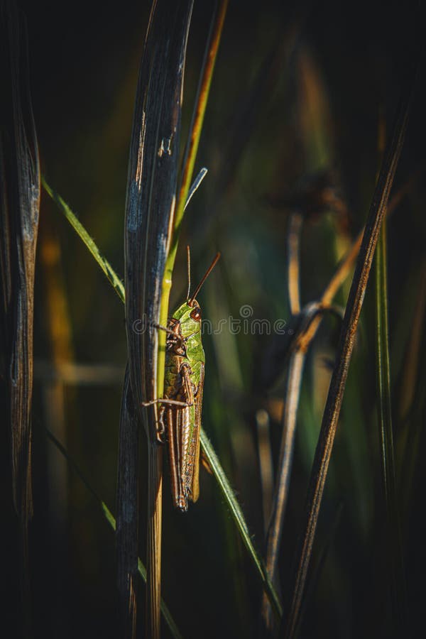 Grasshopper on Grass Side View Stock Image - Image of grass, pest ...