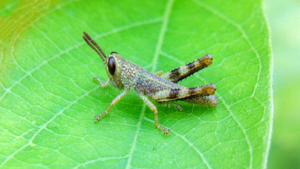 Grasshopper stock photo. Image of participation, java - 100206746
