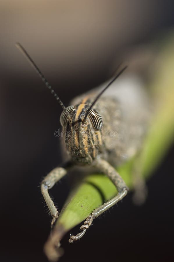 Grasshopper stock photo. Image of orthoptera, caelifera - 76992590