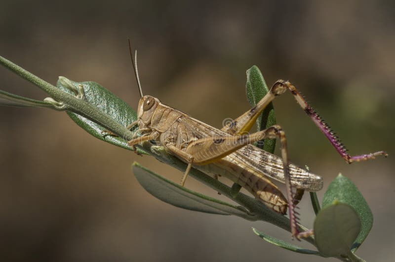 Grasshopper stock photo. Image of spain, grasshopper - 76992760