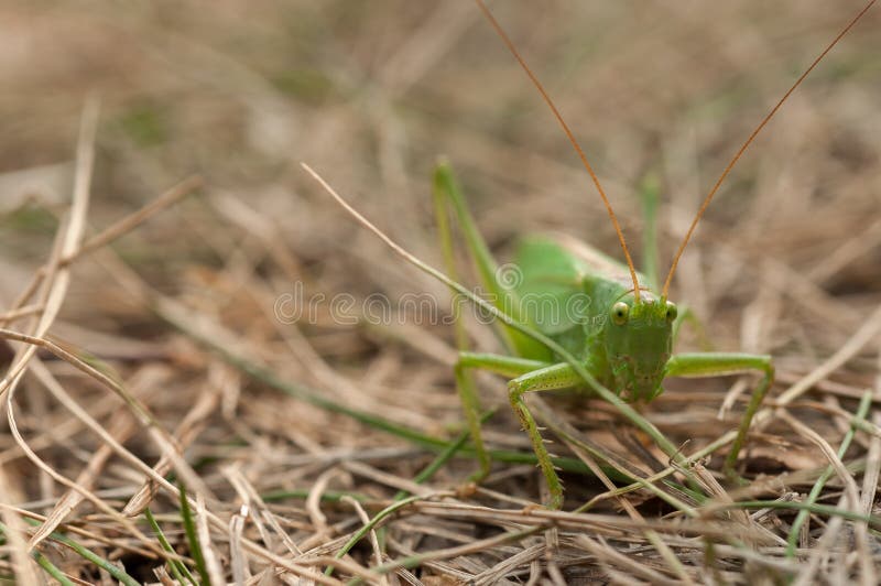 Grasshopper Green Color on a Brown Background of Grass Close-up Stock ...