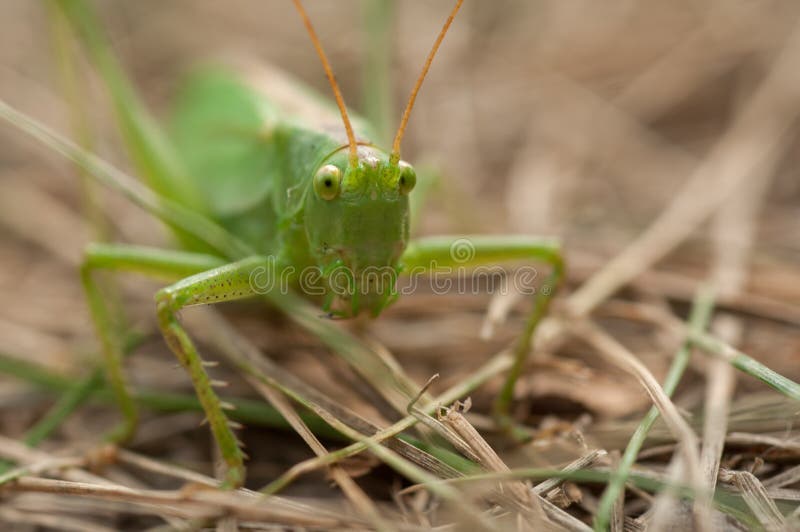 Grasshopper Green Color on a Brown Background of Grass Close-up Stock ...