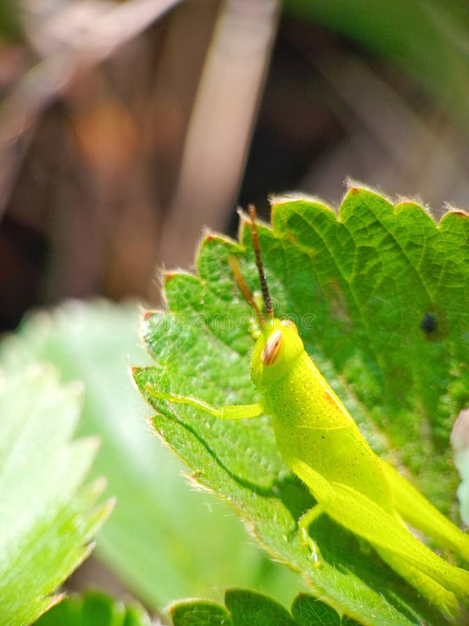 Grasshopper with Green Color on a Leaf Stock Image - Image of insect ...