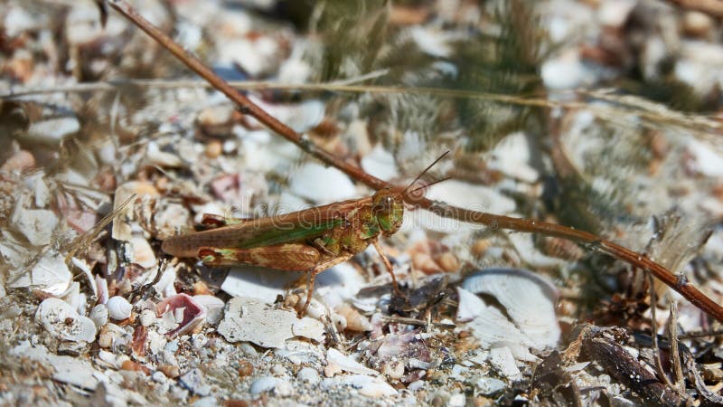 Grasshopper, Green Grasshopper, Insect in the Meadow Stock Photo ...